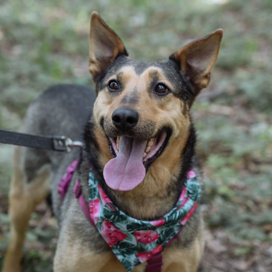 Ваша собака у нас