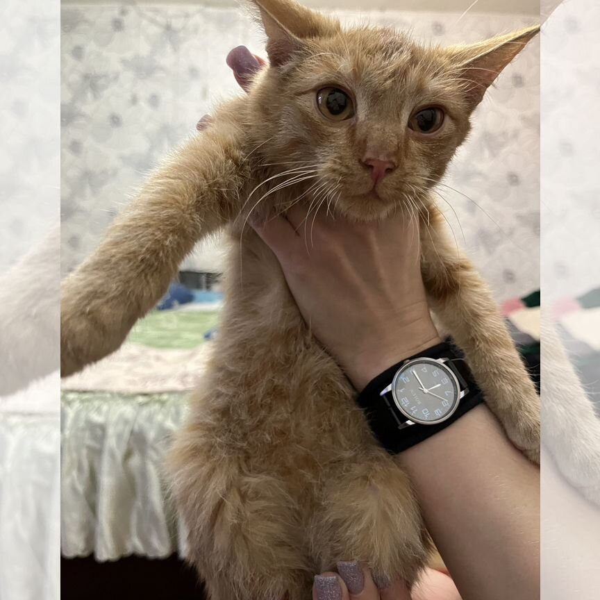 Рыжий котенок