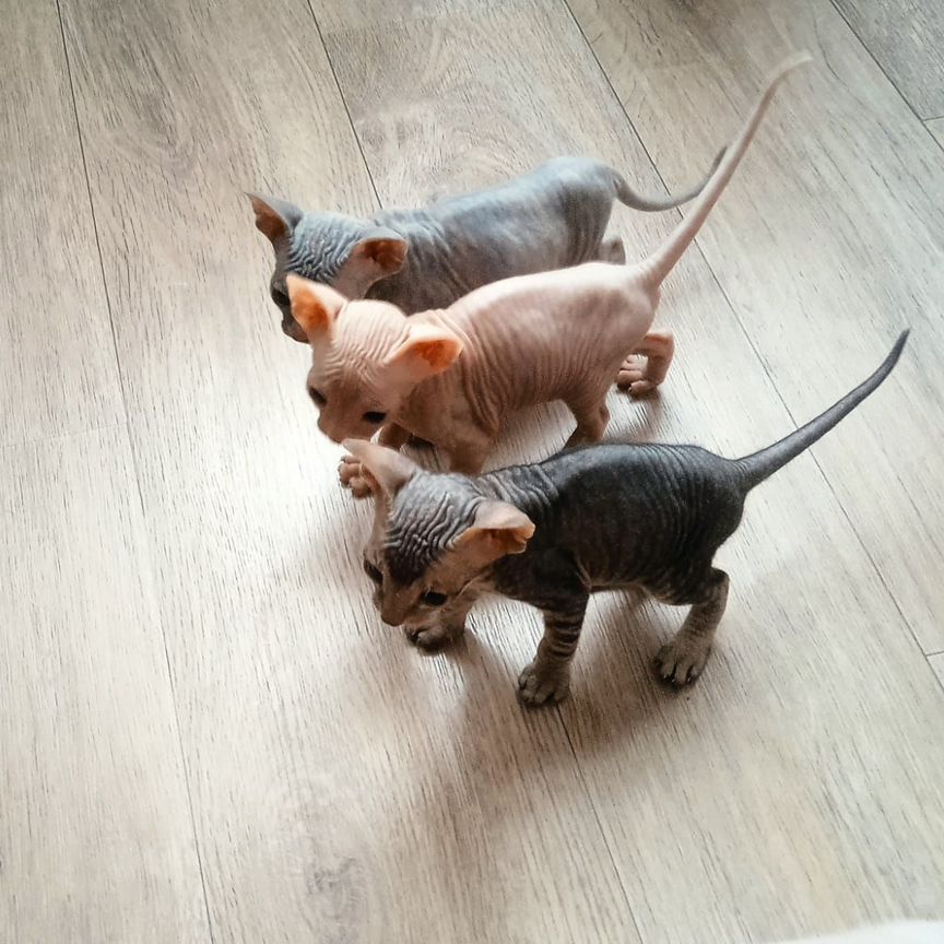 Донской сфинкс котята