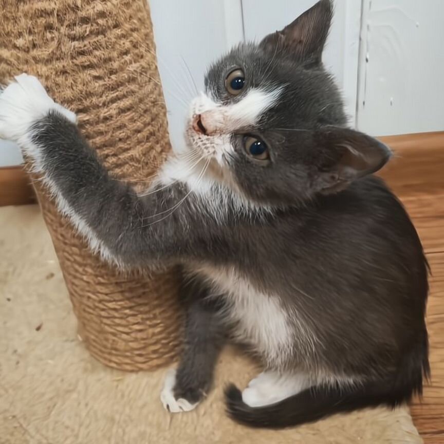 Котёнок в добрые руки