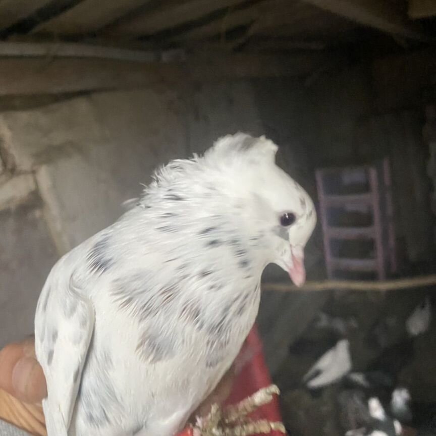 Продажа голубей