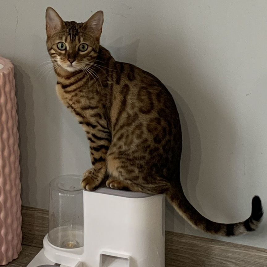 Бенгальская кошка, взрослая