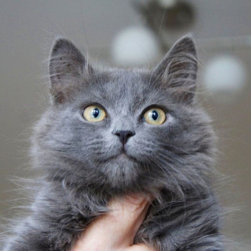 Котенок Шери ищет любящую семью