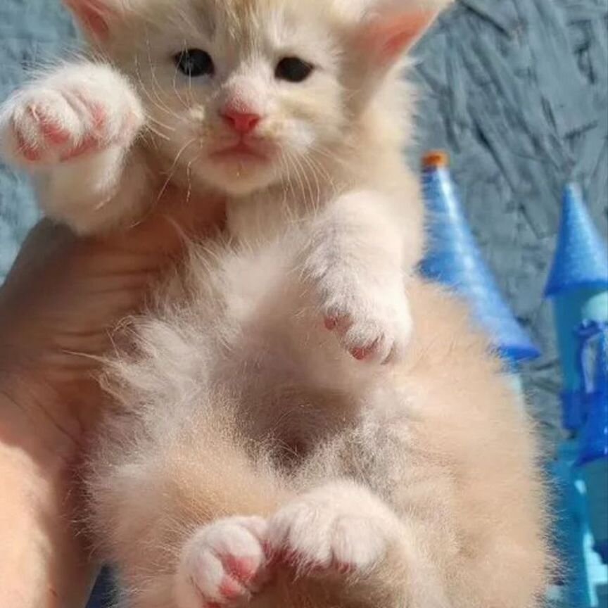 Мейн-куняшки куняшки маленькие ушастики