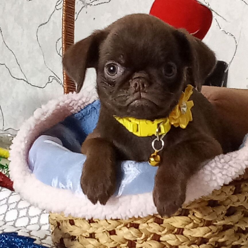 Шоколадная конфетка пти брабансон