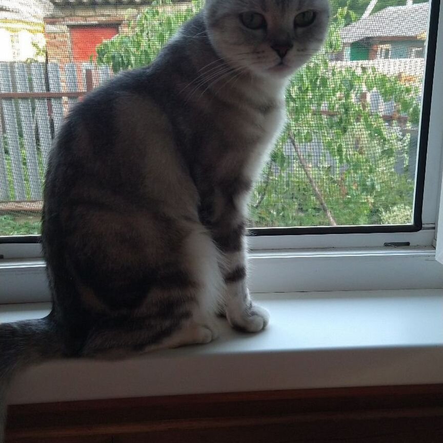 Кошечка ждёт встречи с котом