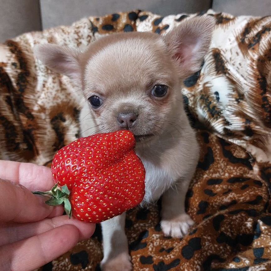 Чихуахуа, щенок