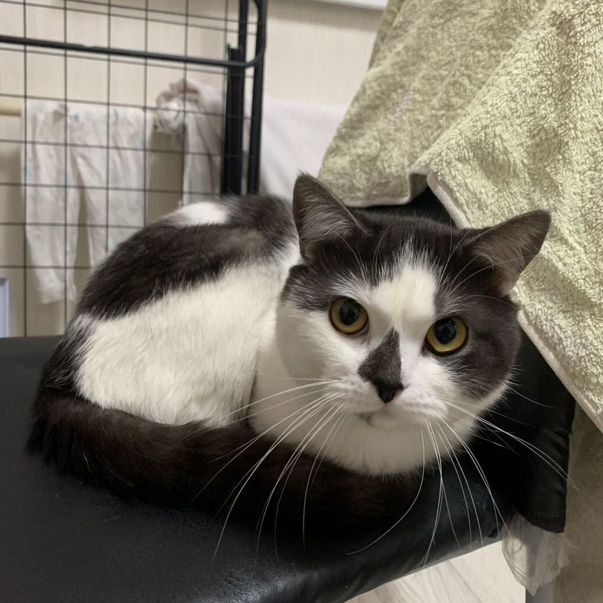 Отдам в добрые руки кота