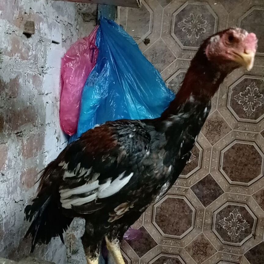 Байцовые птицы