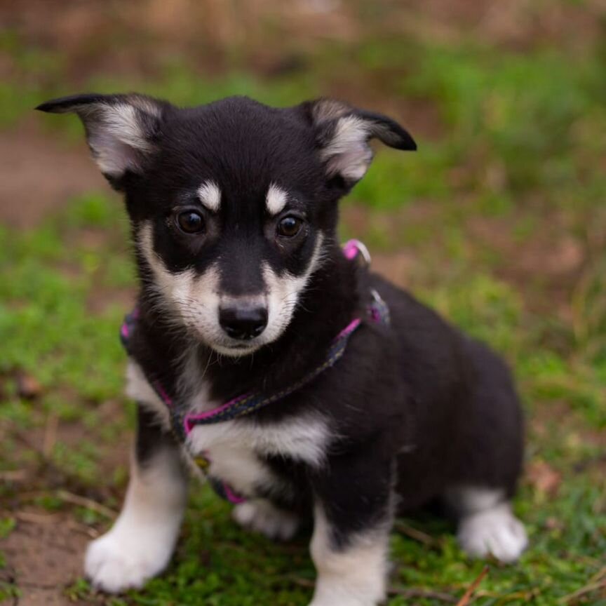 Щенок в добрые руки