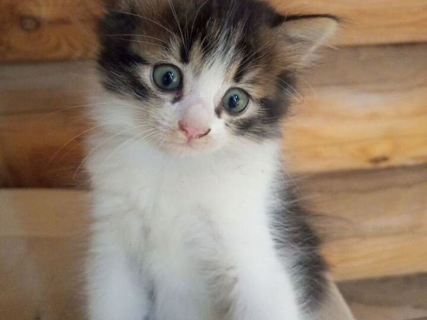 Шотландские прямоухие котята