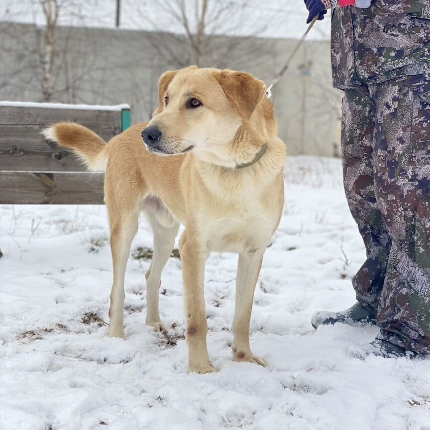 Вижай сливочный пёс