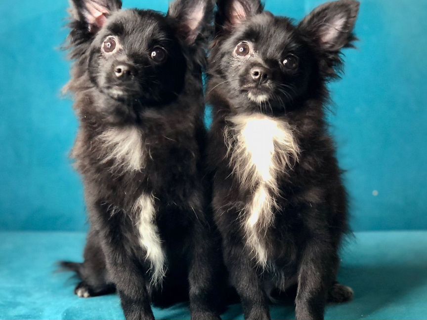 Щенки шпица