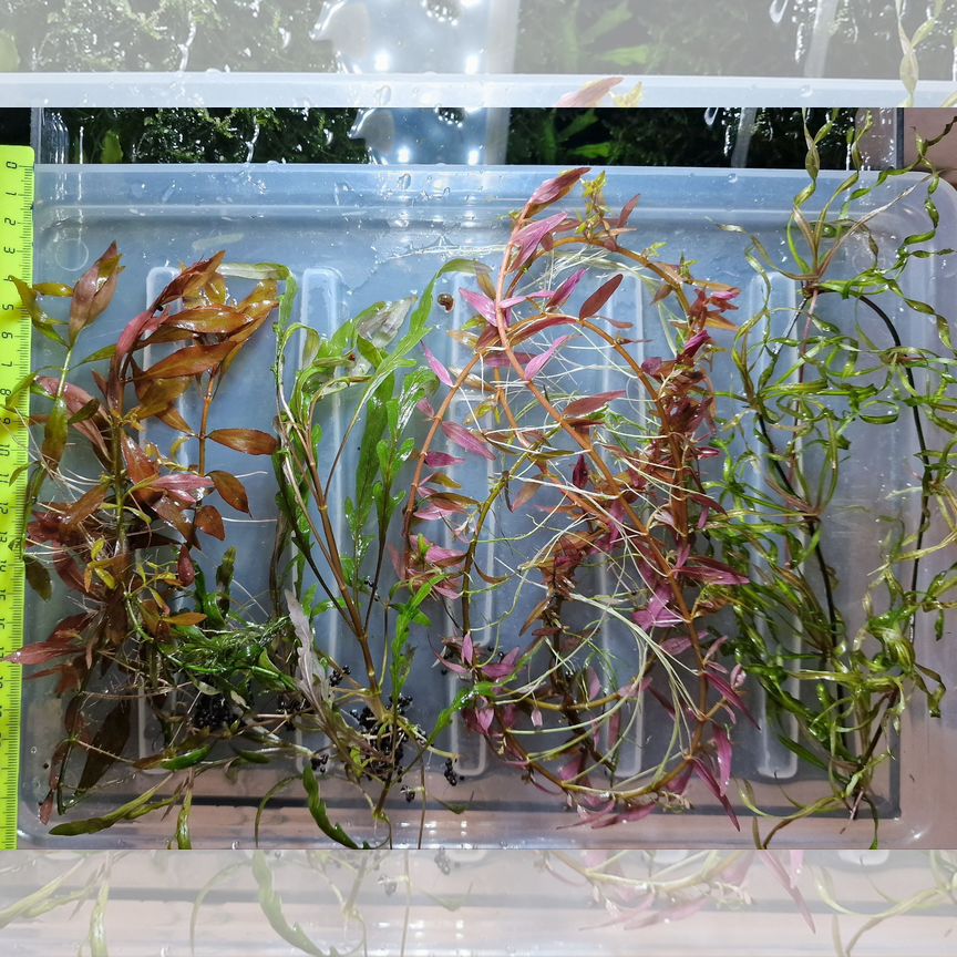 Аквариумное растение прополка