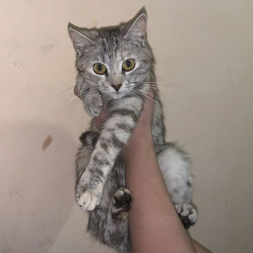 Кошки в добрые руки