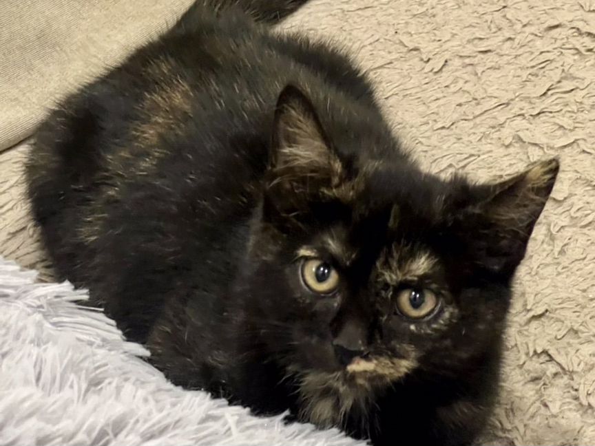 Кошечка в добрые руки