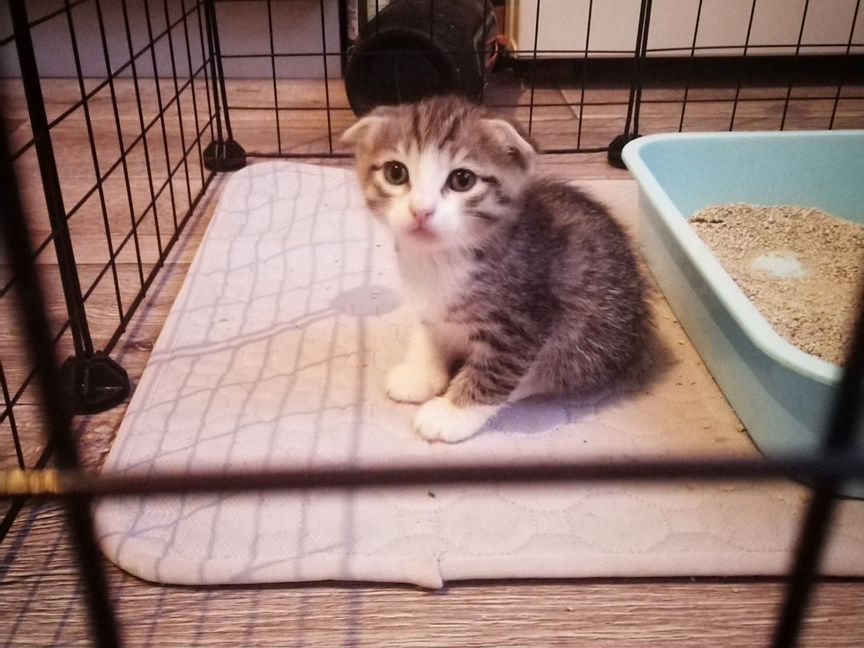 Вислоухие котята