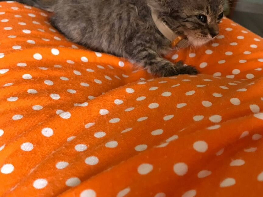 Потерялся котенок двухмесячный