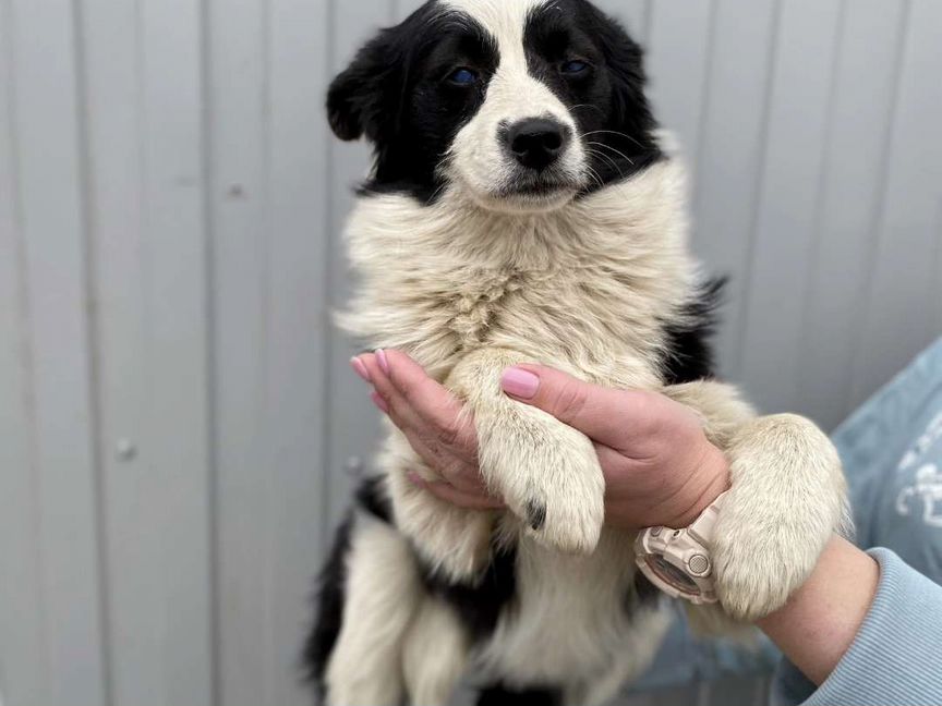 Щенок некрупной собаки нуждается в помощи