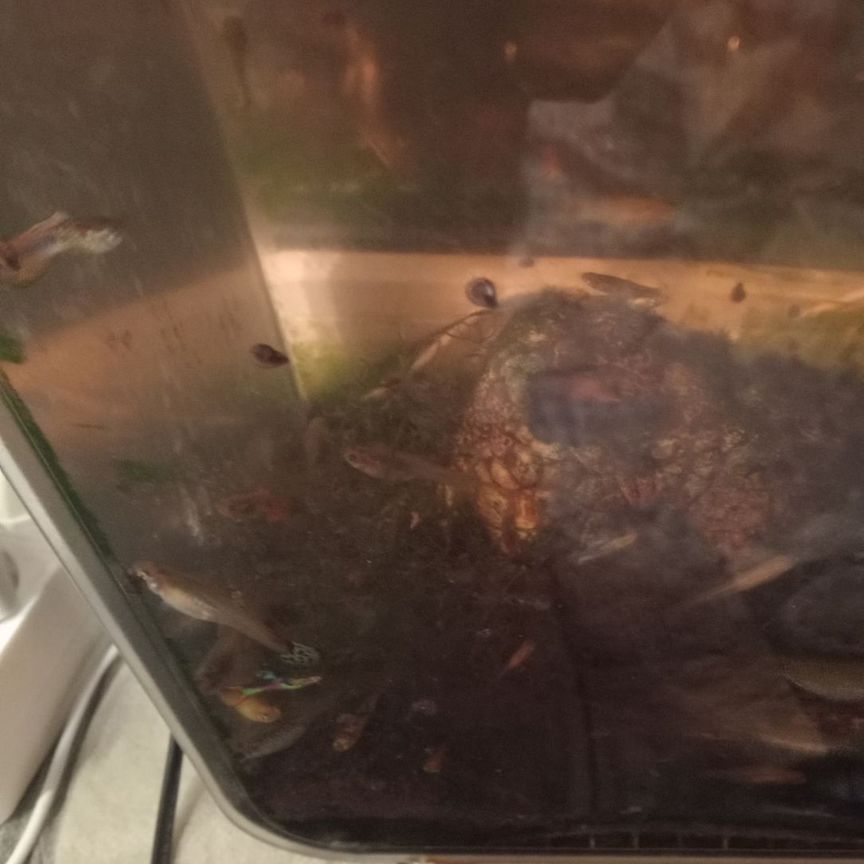 Рыбки гуппи