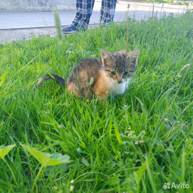 Котенок, трёхцветная, девочка, Ася