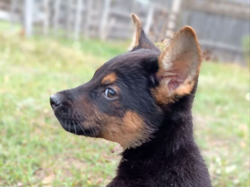 Щенок по имени Гром