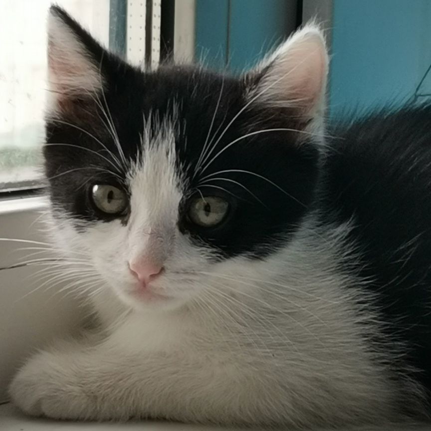 Котенок девочка в добрые руки
