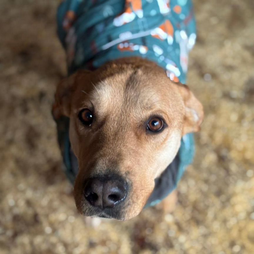 Собака в добрые руки