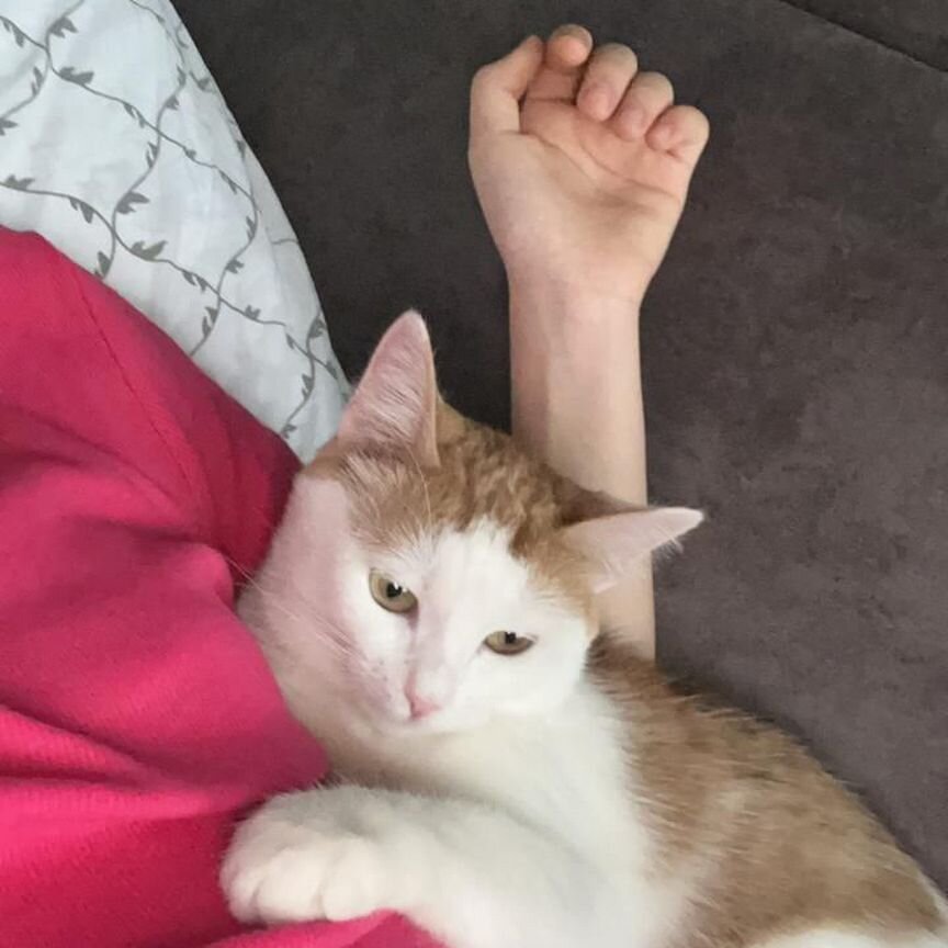 Котята в добрые руки бесплатно мальчик