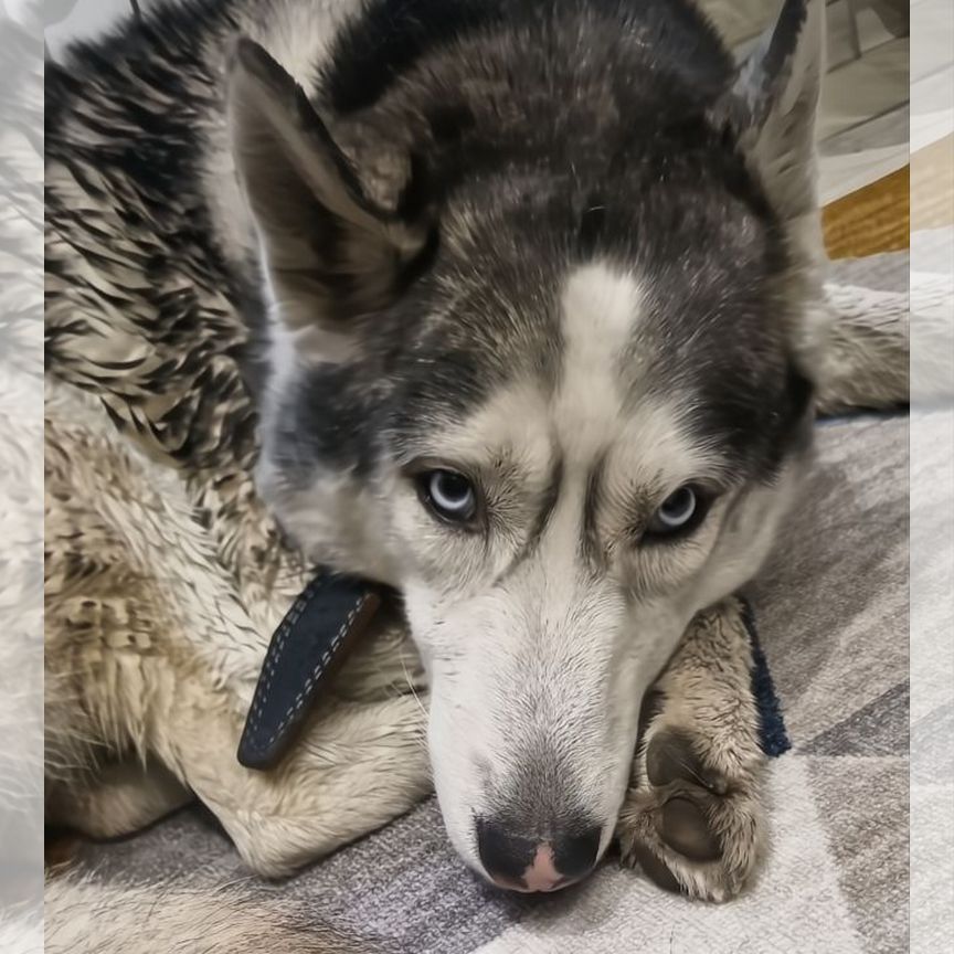 Сибирский хаски, взрослый пёс