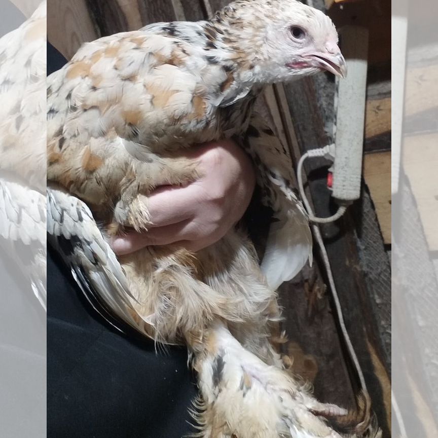 Петушок Брама Парцелян