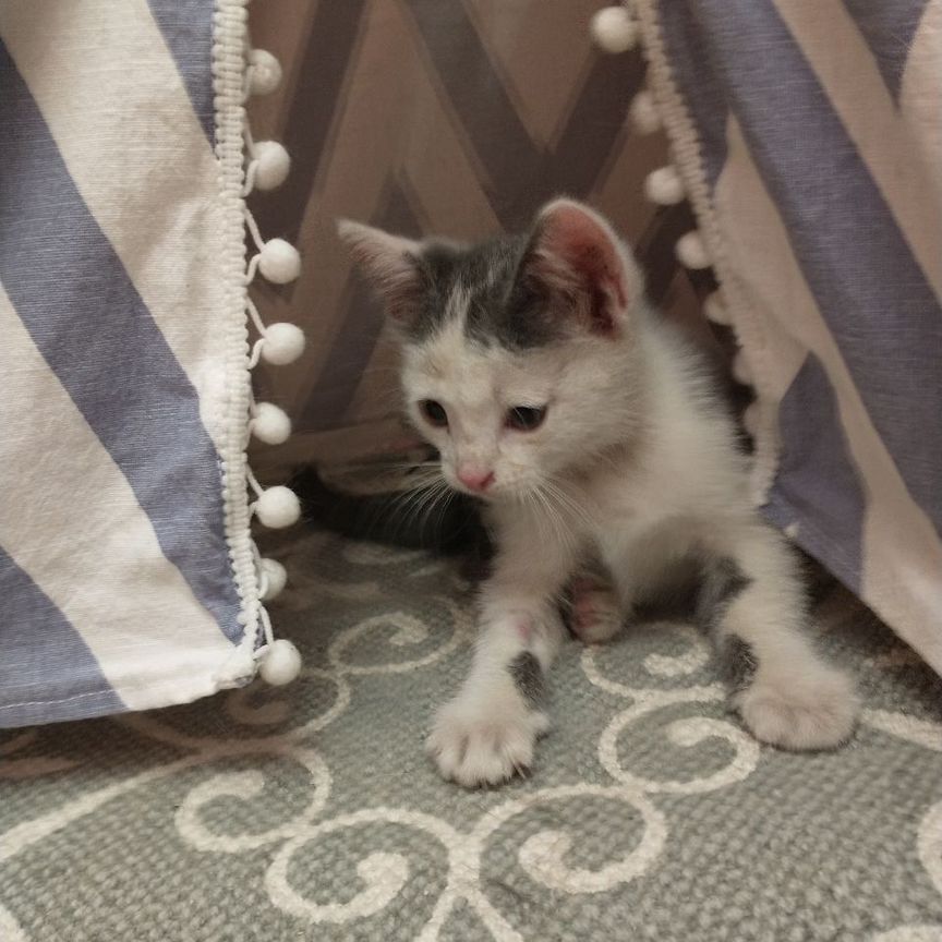 Котёнок мальчик, котенок в пятнышко