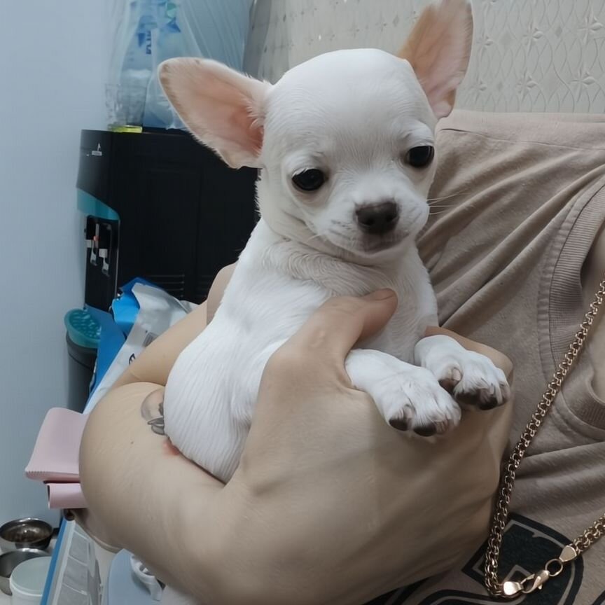 Чихуахуа, щенок