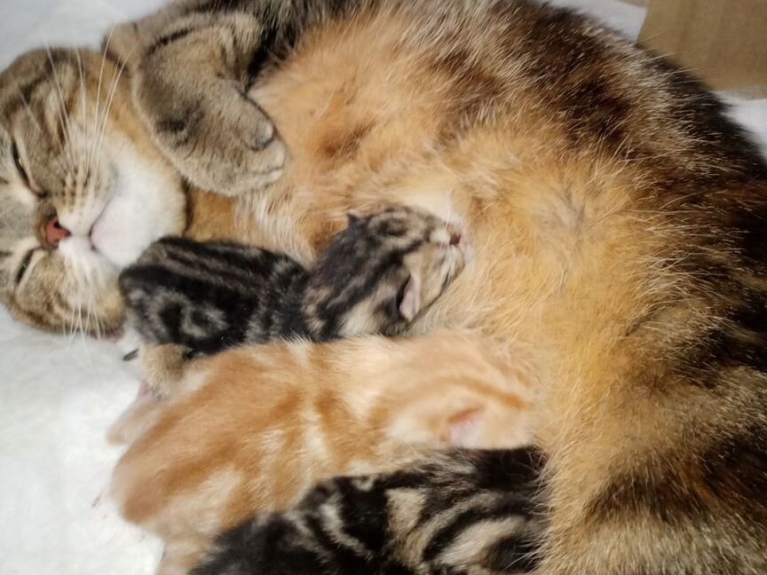 Шотландские котята