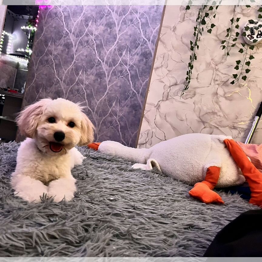 Случка собак