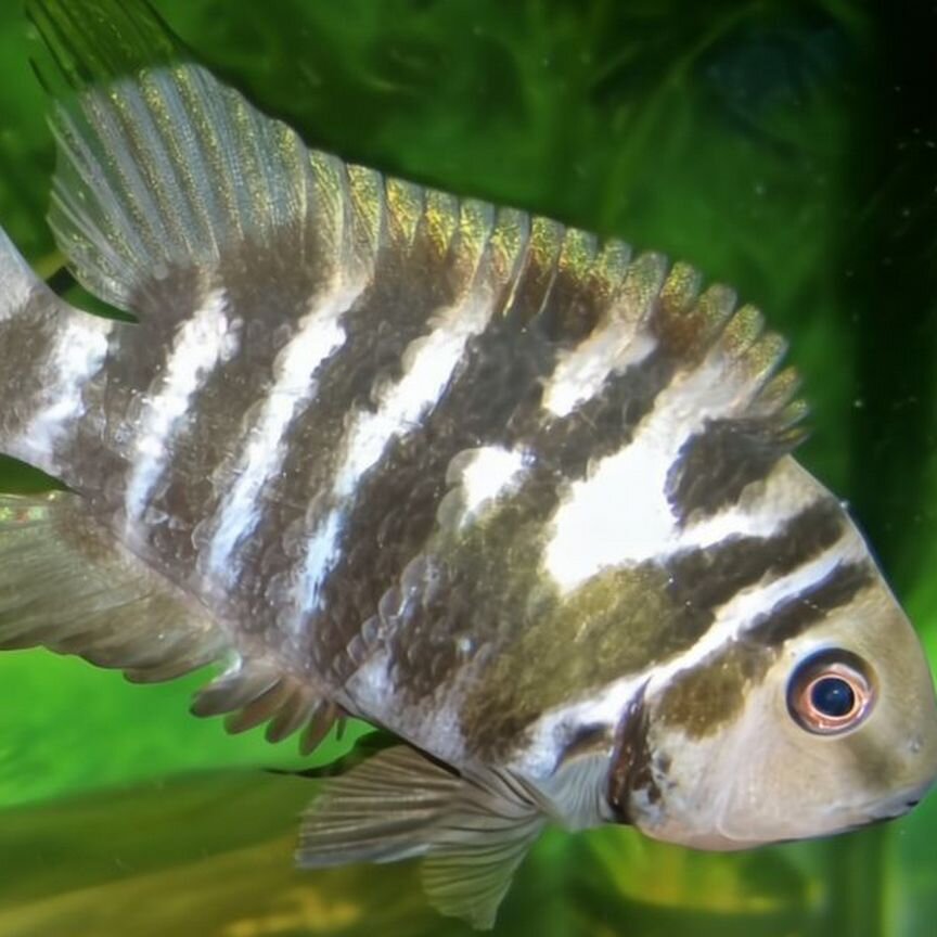 Аквариумные рыбки