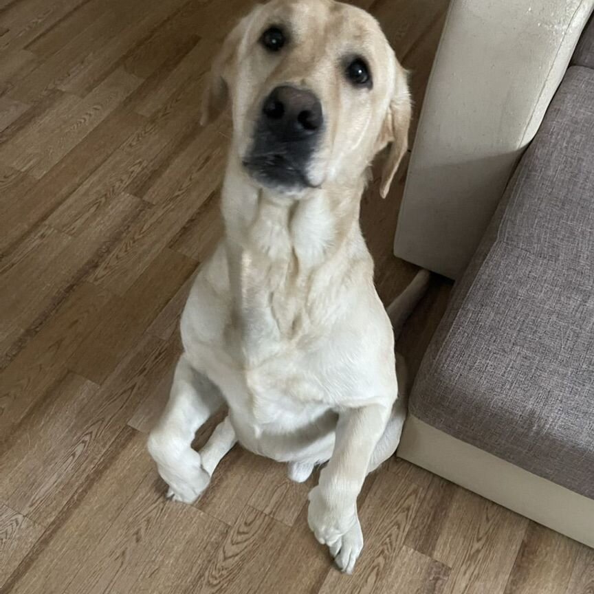 Лабрадор-ретривер, взрослый пёс