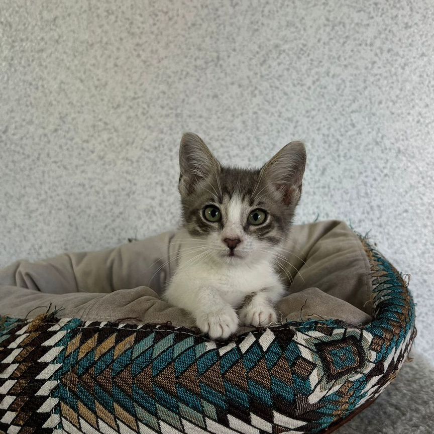 Котенок в добрые руки