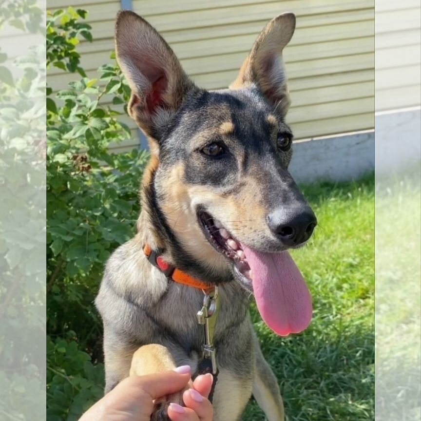 Взрослая собака в добрые руки