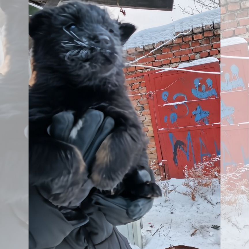 Щенок в добрые руки