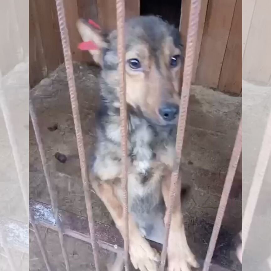 Взрослая собака в добрые руки