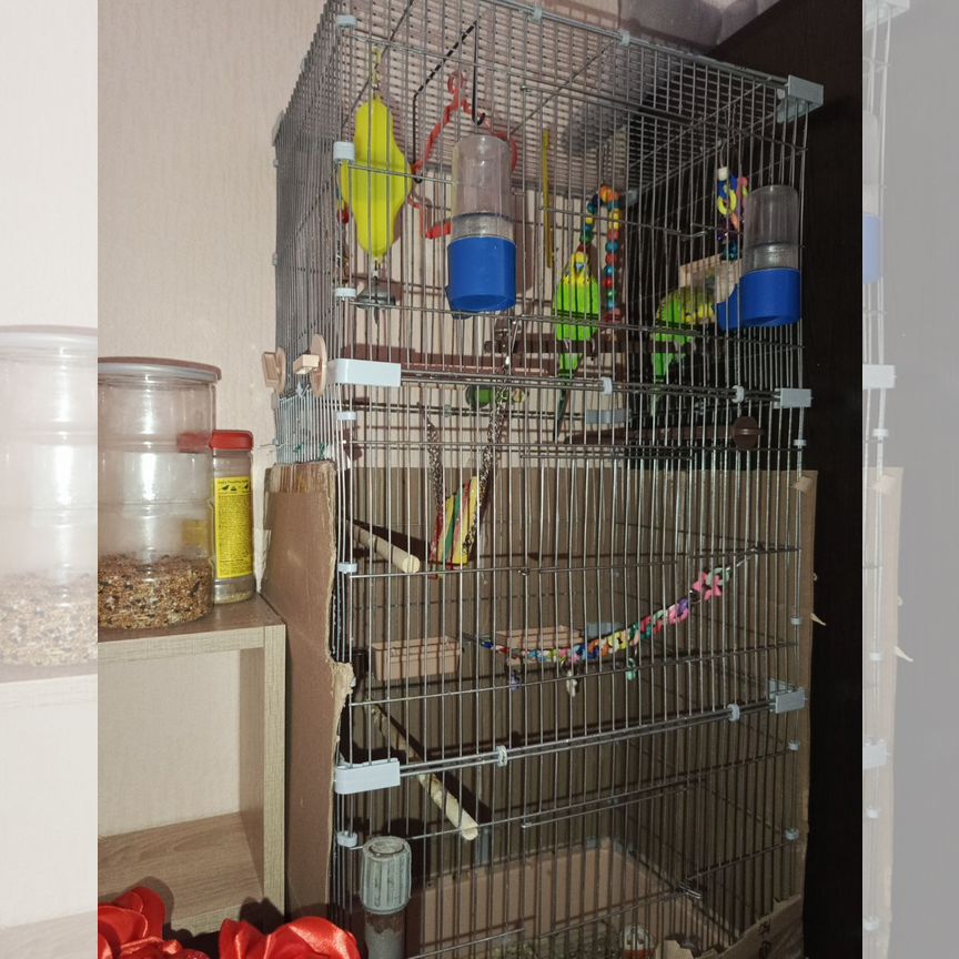 Волнистый попугай