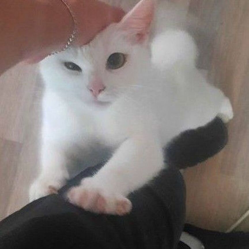 Кошка в добрые руки