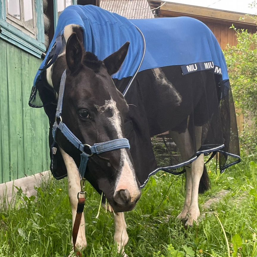 Антимоскитная попона для лошади