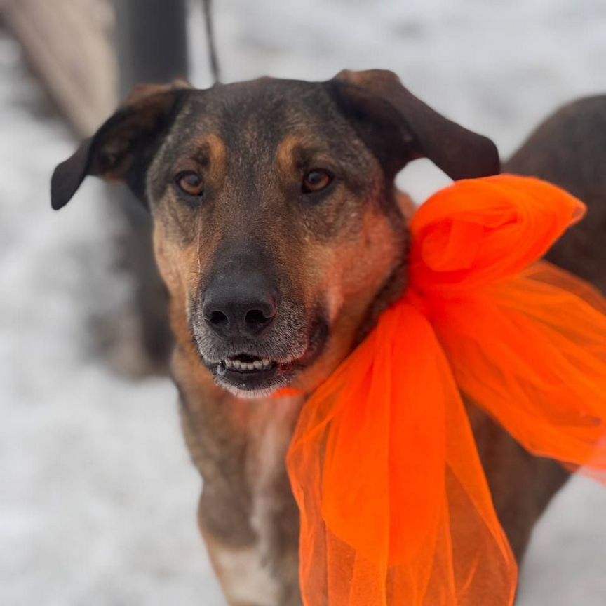 Собака в добрые руки