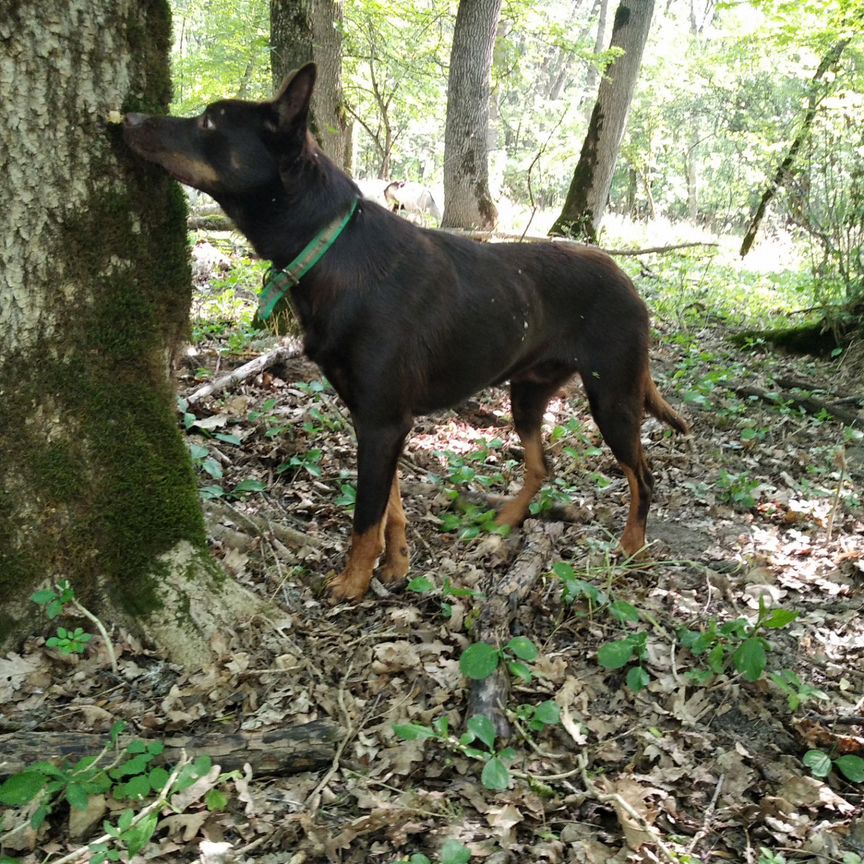 Щенки келпи