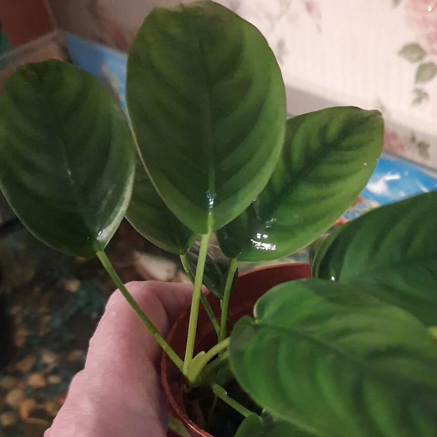 Аквариумное растение живое в горшочке