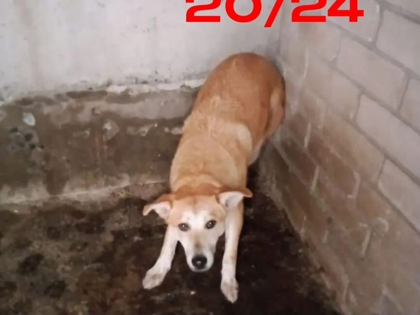 Собака в добрые руки