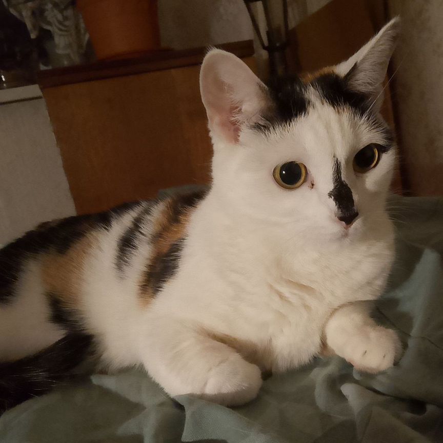 Взрослая, Девочка кошка в добрые руки