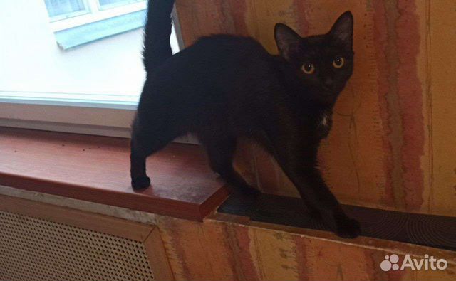 Британская кошка бесплатно